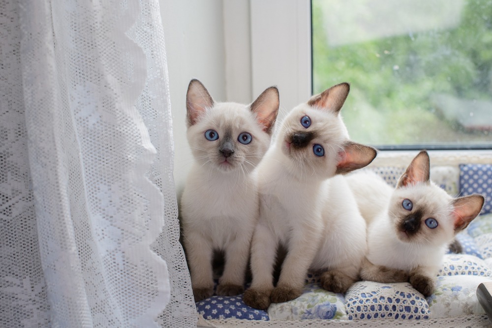 Feline Viral Infections: The Dangerous Triple Threat - Vet In Harbor ...