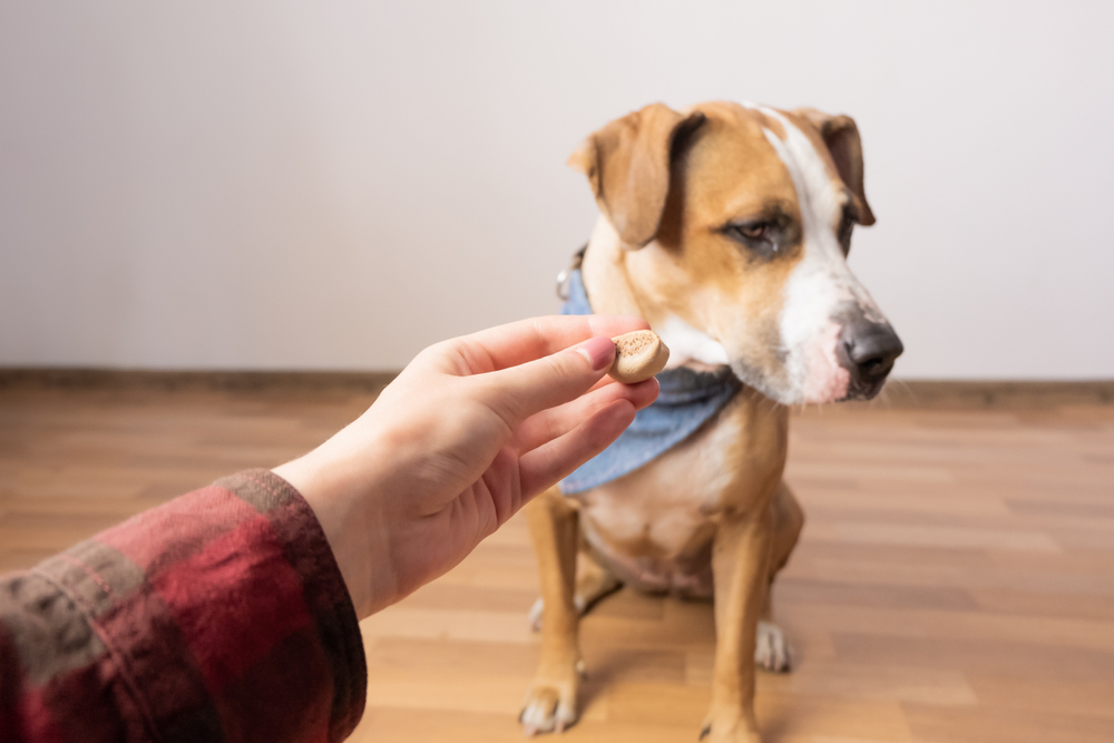Does My Pet Need a Vet? 5 Signs You Shouldn’t Ignore - Vet In Harbor ...
