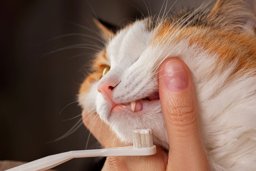 Dental Home Care That Works: Brushes, Wipes, and Gels - Vet In Harbor ...